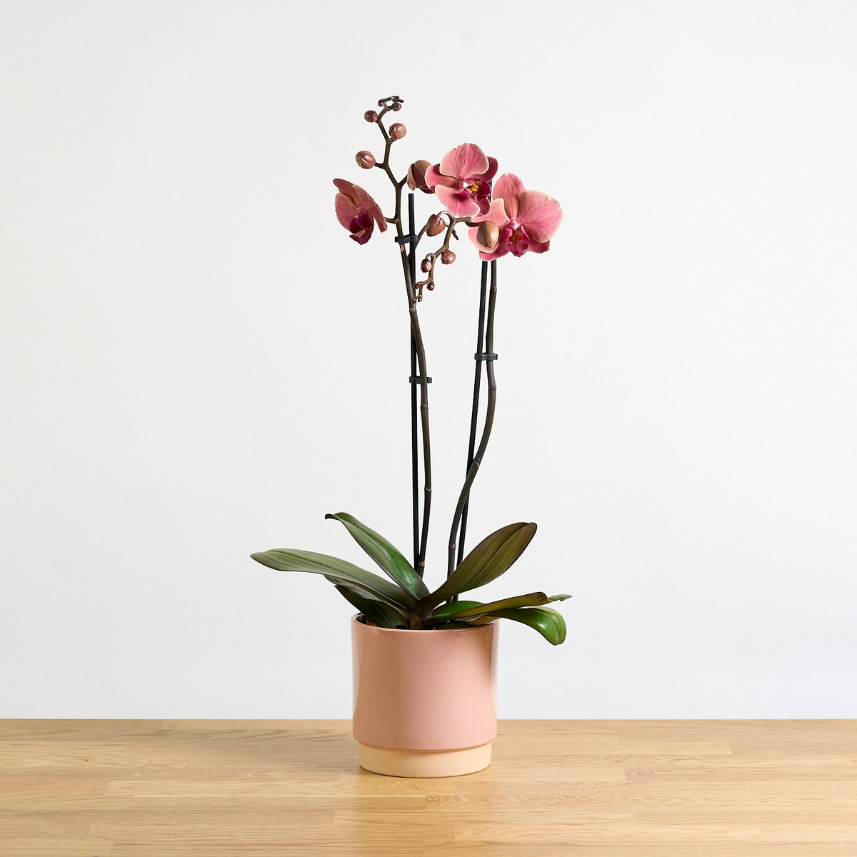 Phalaenopsis Diffusion