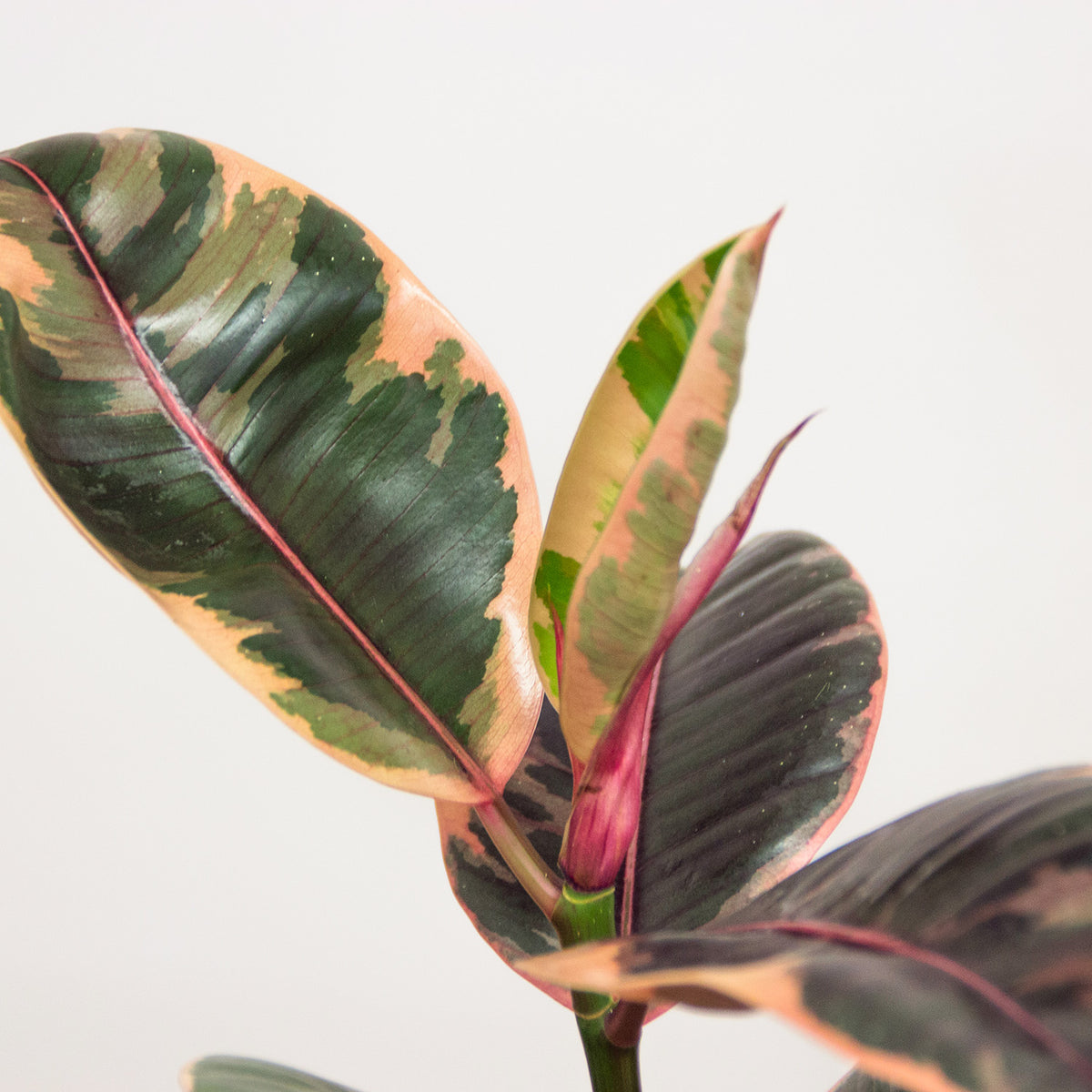 Ficus Belize