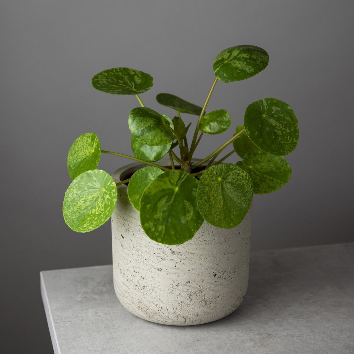 Pilea peperomioides Mojito